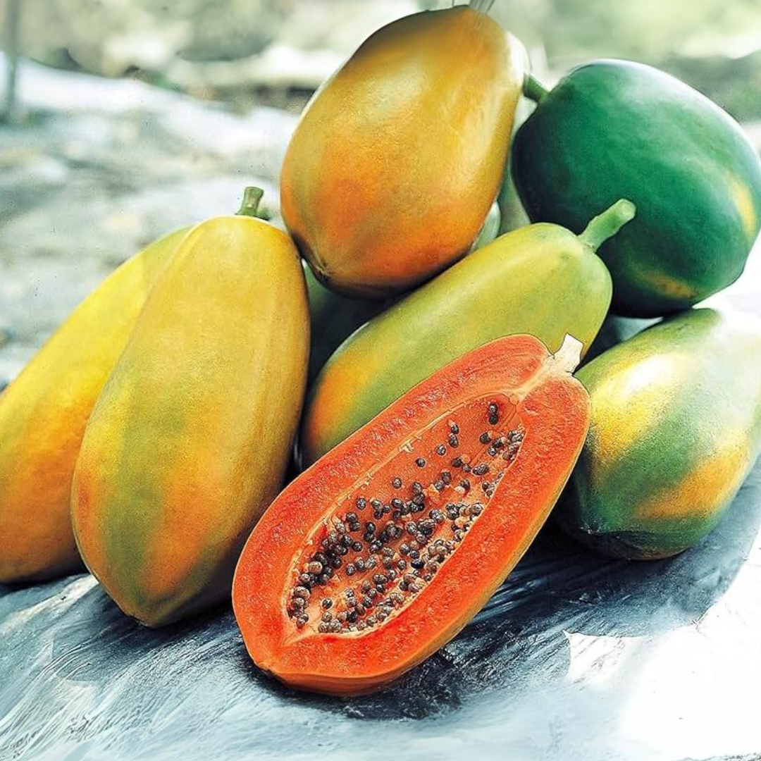 Papaya - Taiwan Red Lady - Hybrid Fruit Plant – M-Tech Gardens