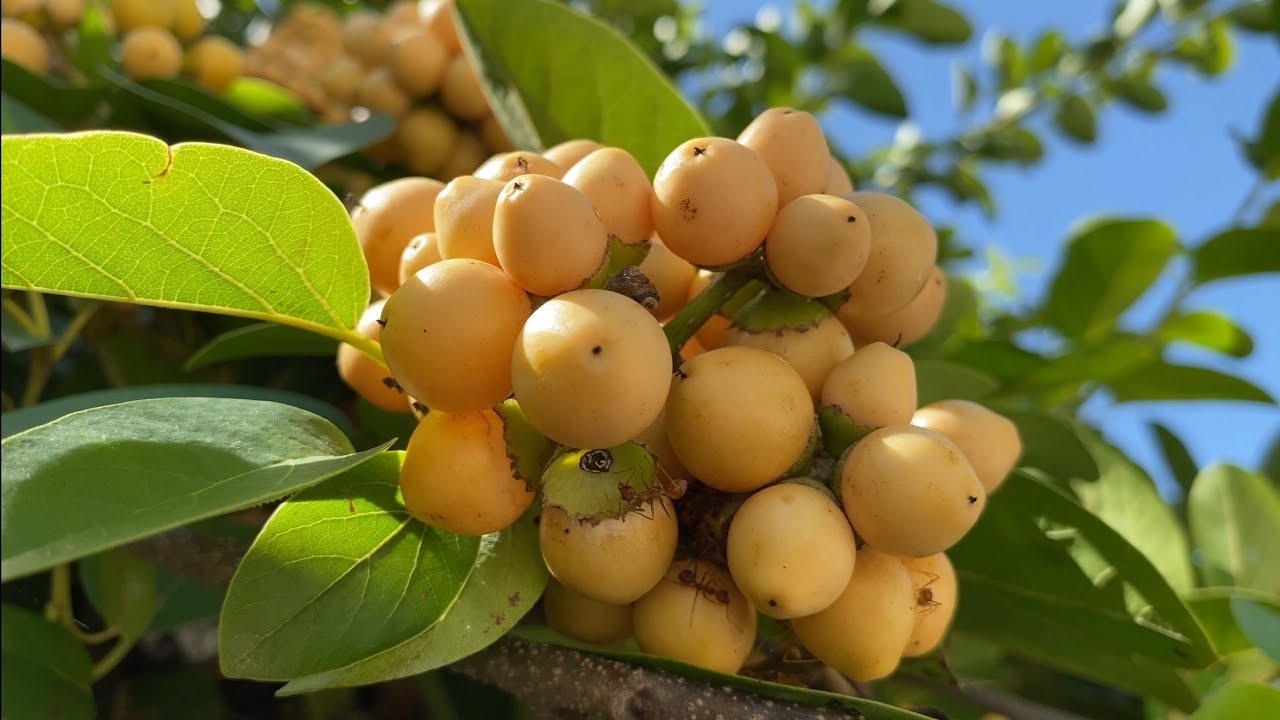Nance Fruit Yellow (Byrsonima Crassifolia) Fruit Plant – M-Tech Gardens Nance Fruit Yellow (Byrsonima Crassifolia) Fruit Plant – M-Tech Gardens