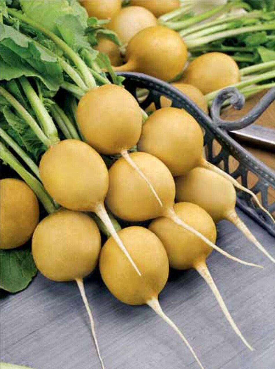Radish " Yellow " Exotic 20 Vegetable Seeds – M-Tech Gardens