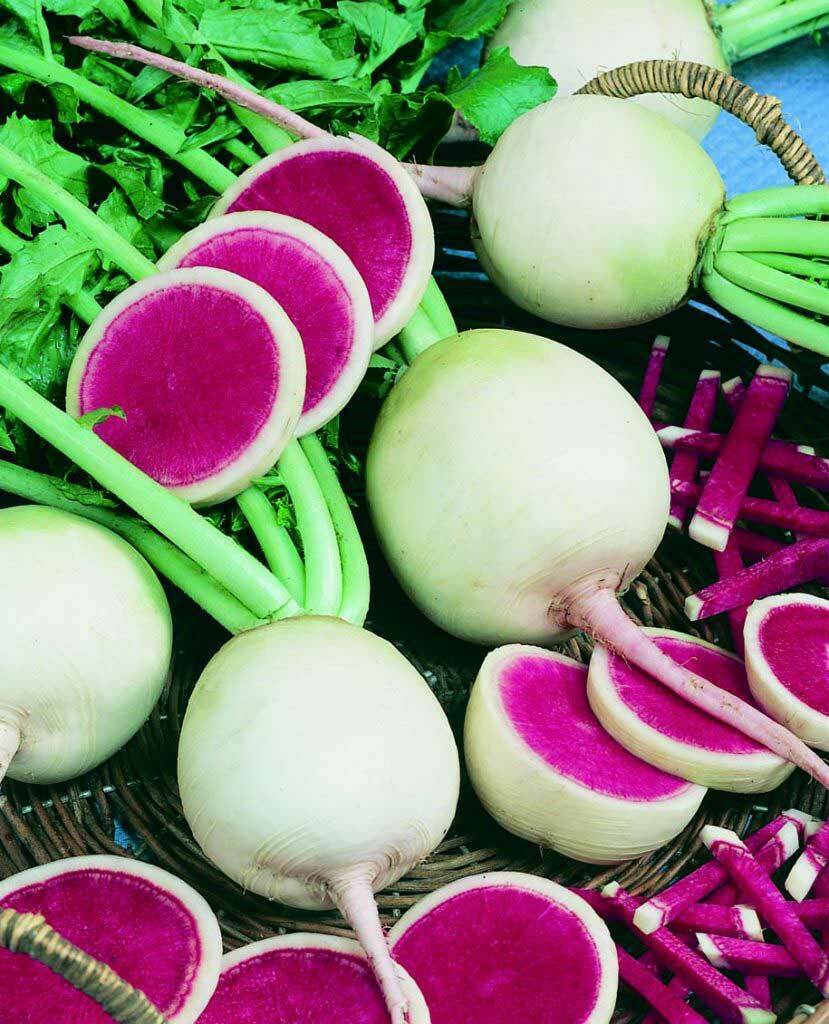 Radish " Pink Glitter " Exotic 20 Vegetable Seeds – M-Tech Gardens