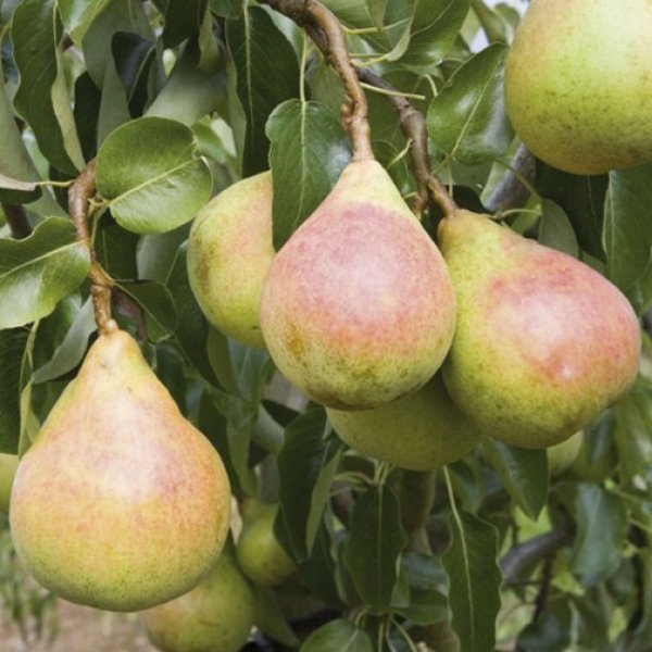 Pear " Onward " Exotic 20 Fruit Seeds – M-Tech Gardens