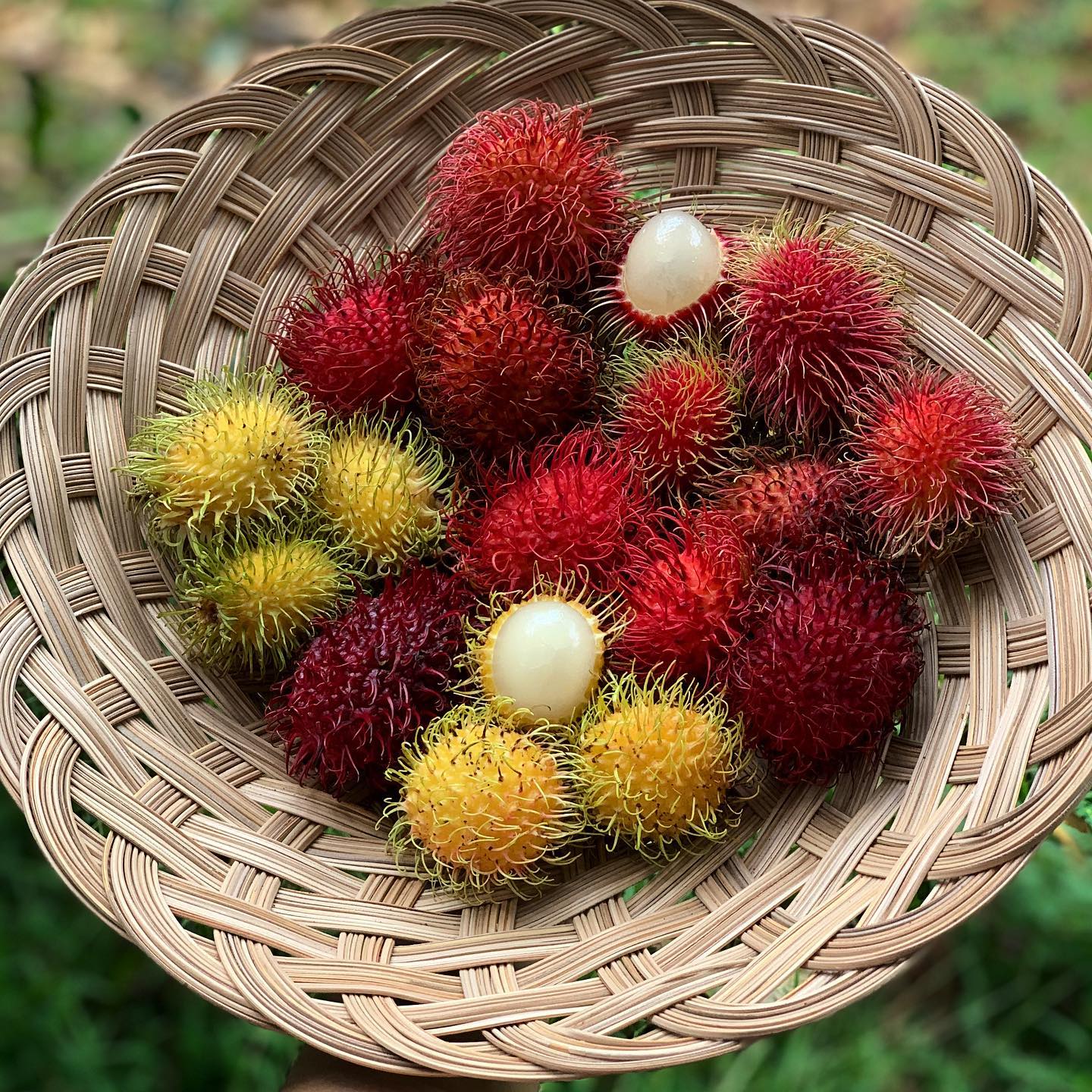 Rambutan Varieties Comparison Table – M-Tech Gardens