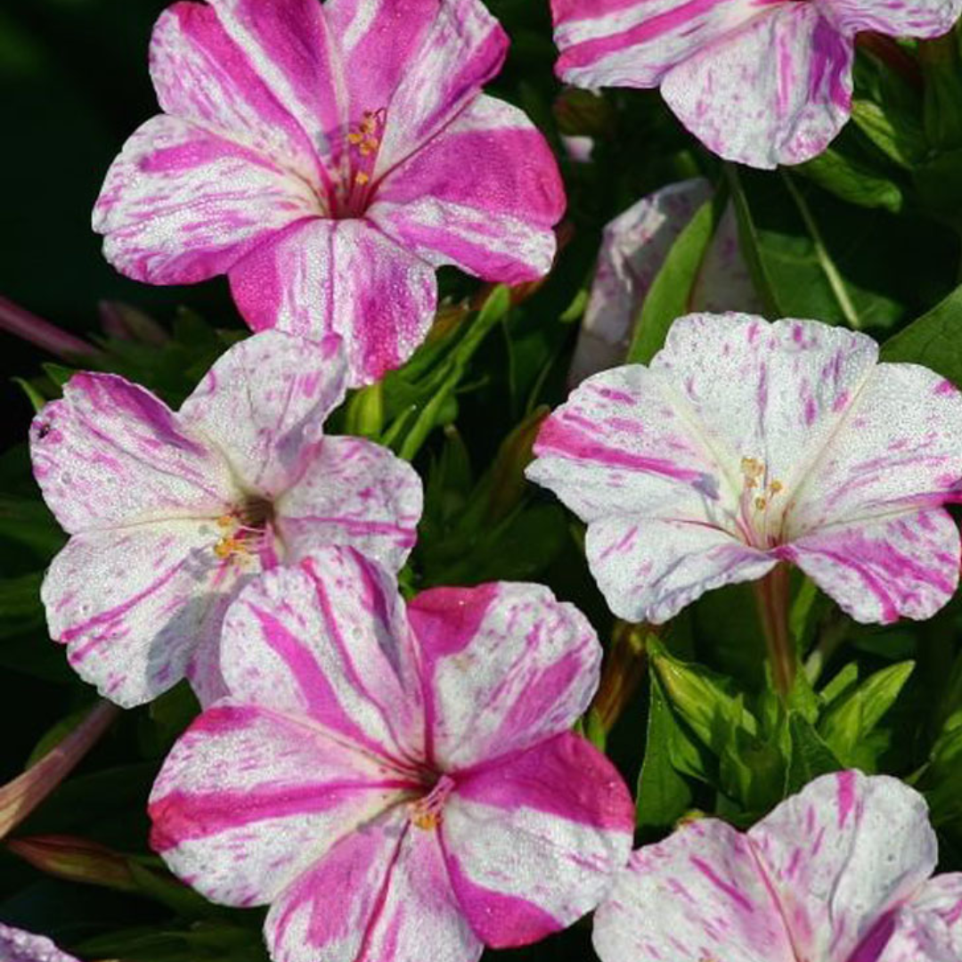 Four O' Clock - Pink White - 10 Flower Seeds – M-Tech Gardens