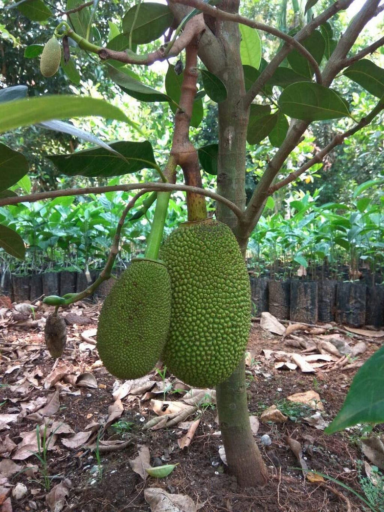 Buy Vietnam Super Early Jackfruit Plant Online – M-Tech Gardens