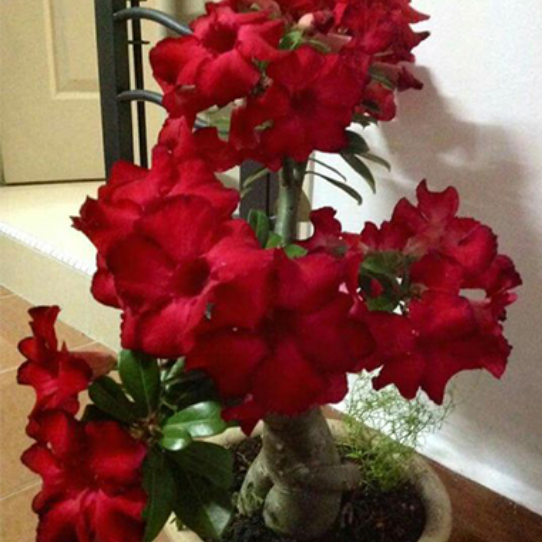 Adenium - BUNCHY RED- 10 Flower Seeds – M-Tech Gardens