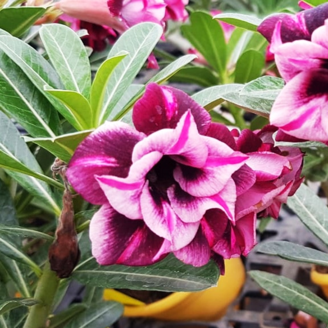 Adenium - PURPLE BLAST- 10 Flower Seeds – M-Tech Gardens