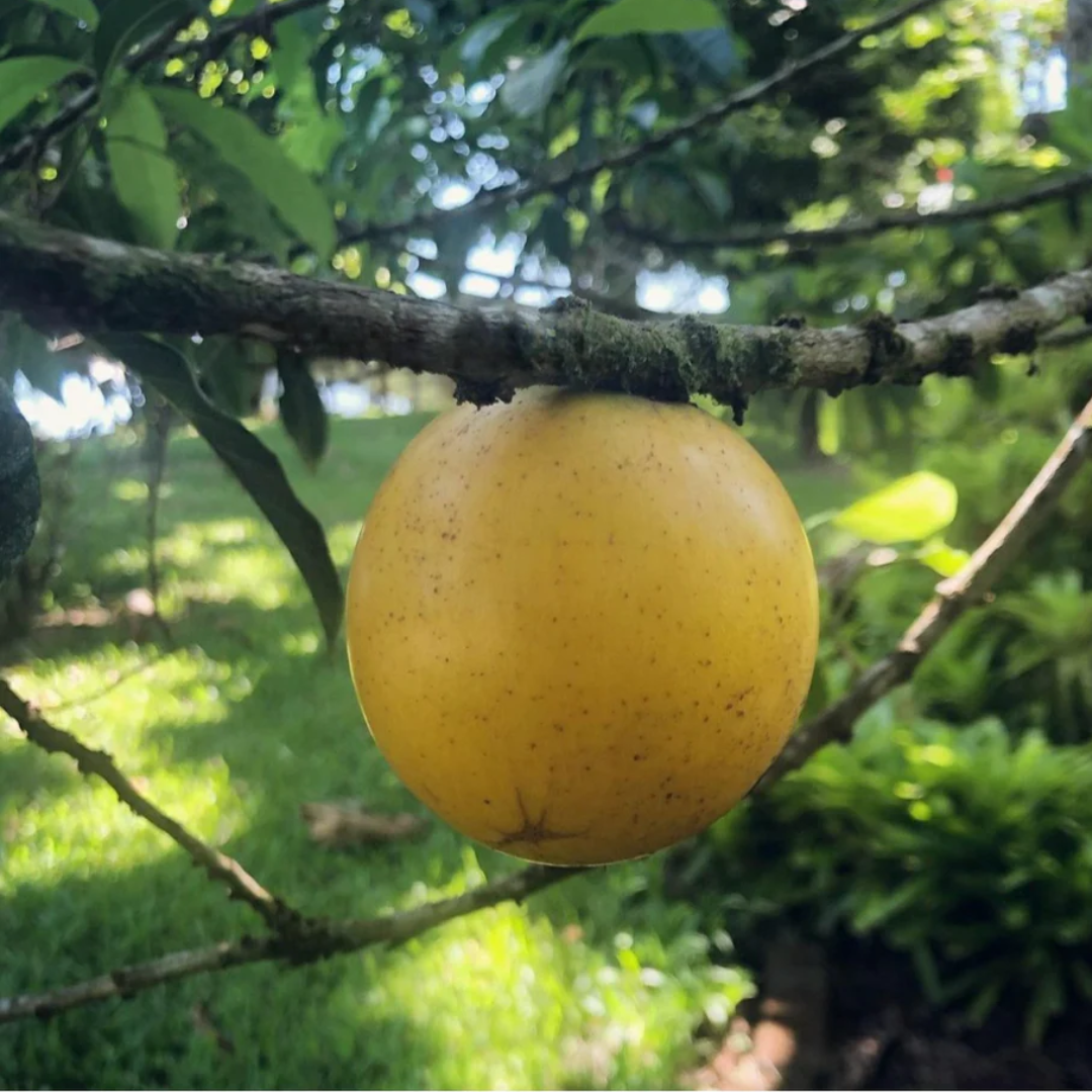 Abiu - Giant Abiu - Pouteria caimito Fruit Plant – M-Tech Gardens