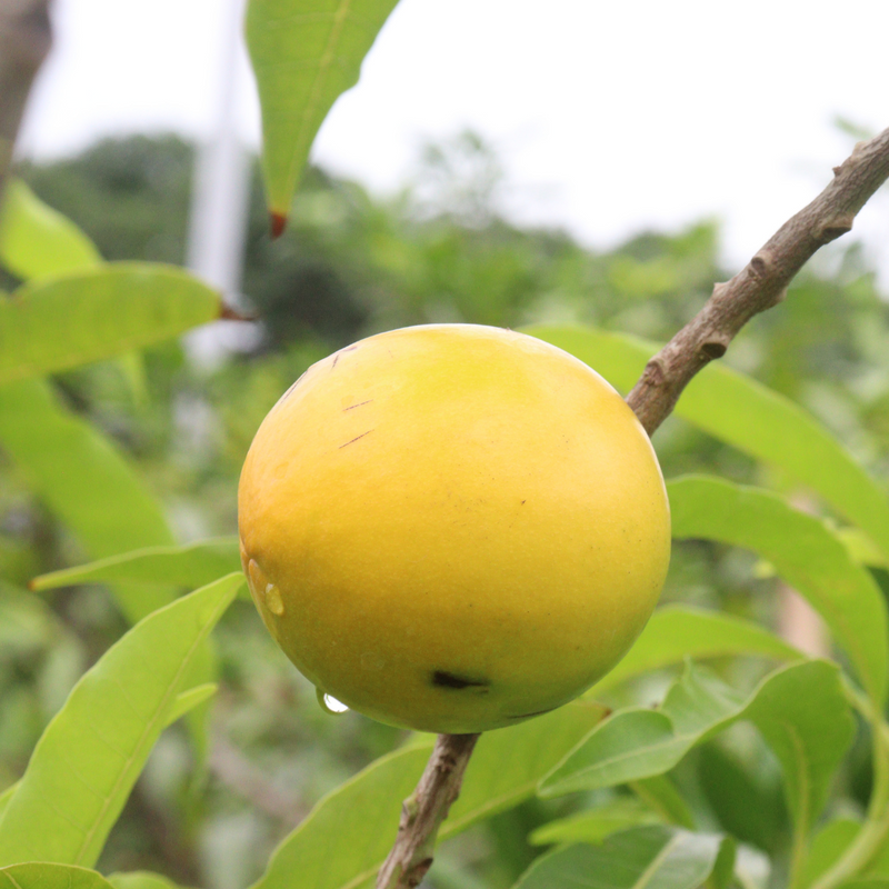 Abiu - Giant Abiu - Pouteria caimito Fruit Plant – M-Tech Gardens