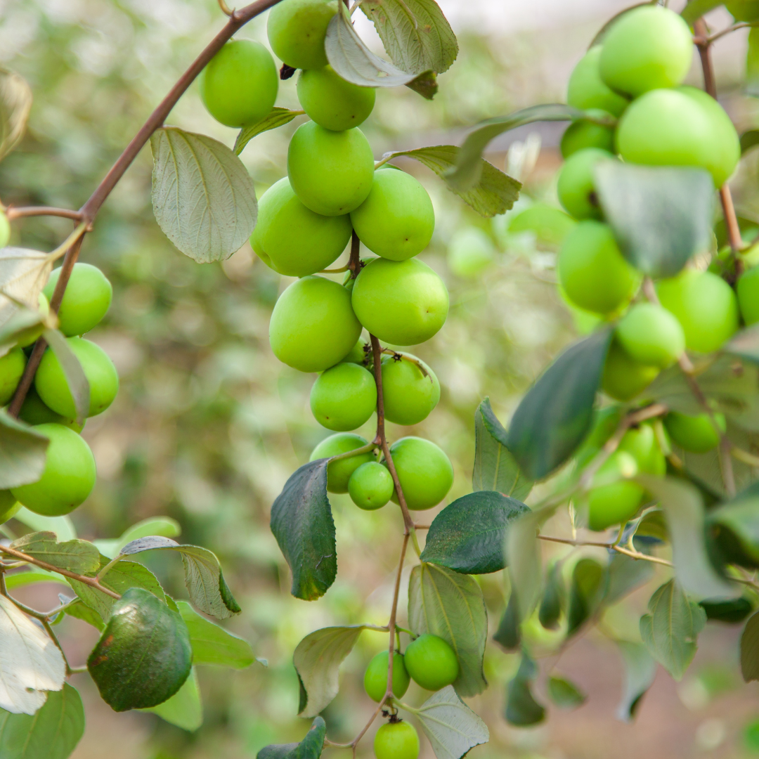 Apple Ber - Green Seedless - Hybrid Fruit Plant – M-Tech Gardens
