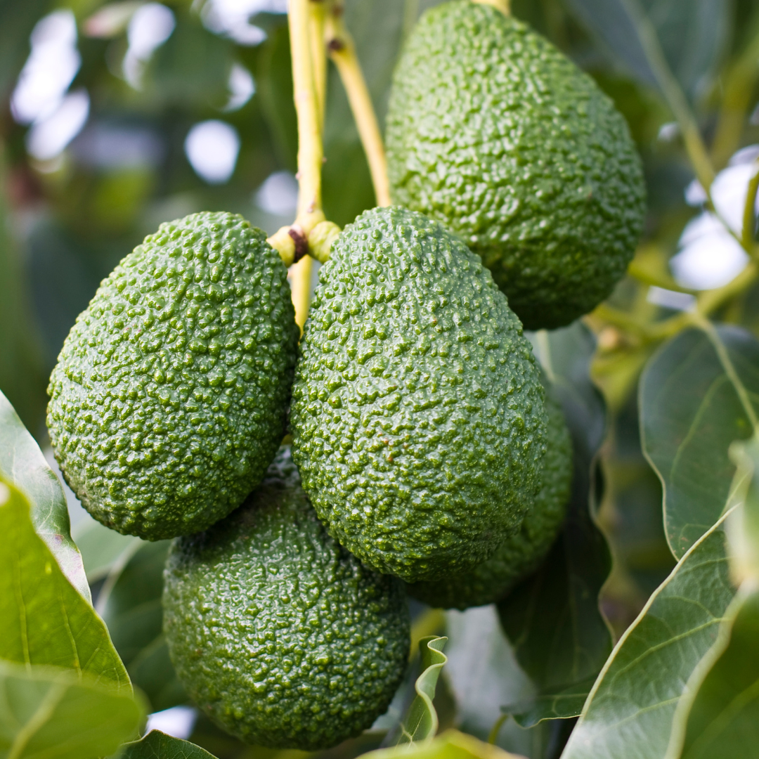 Avocado - Hass - Hybrid Fruit Plant – M-Tech Gardens