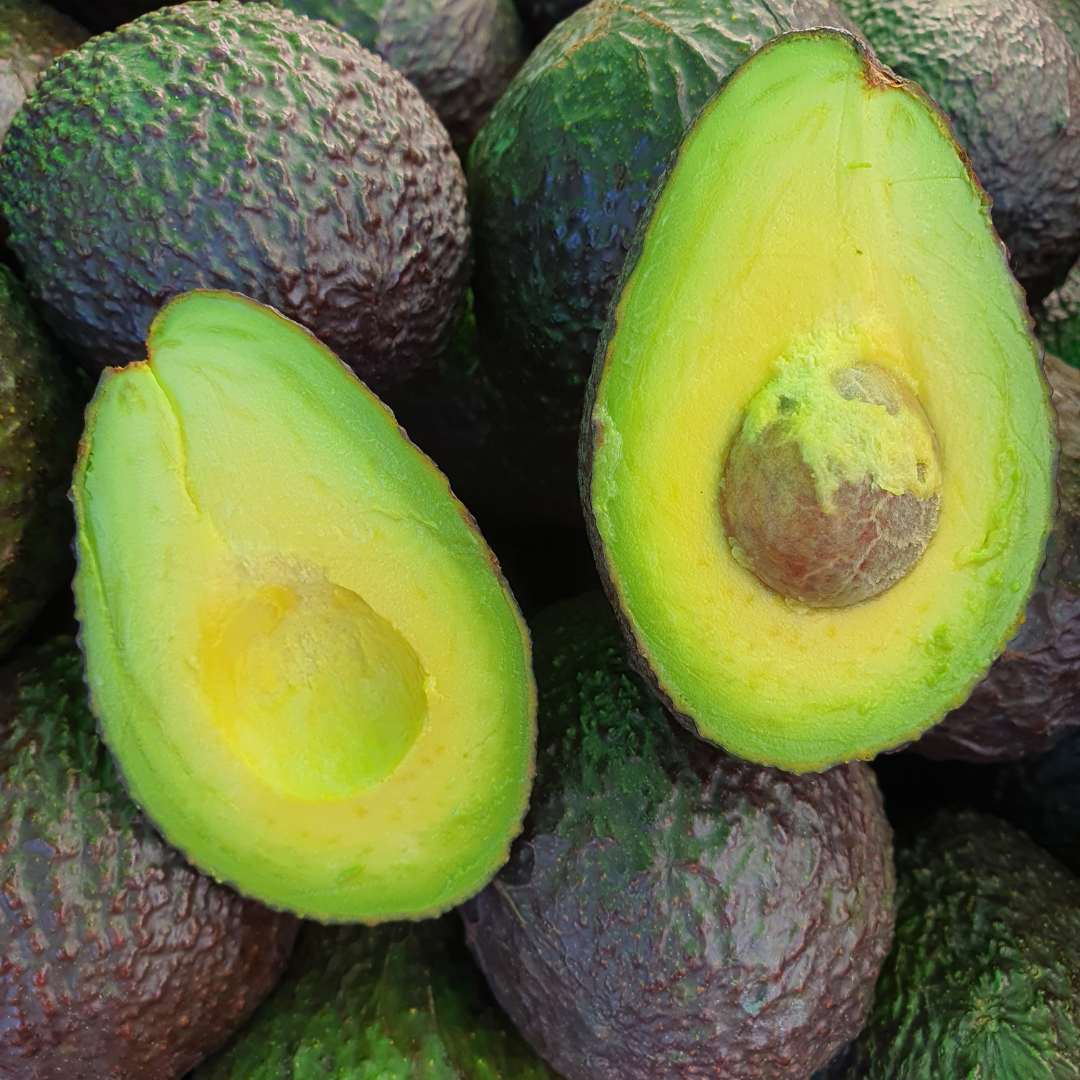 Avocado - Sharwill - Hybrid Fruit Plant – M-Tech Gardens