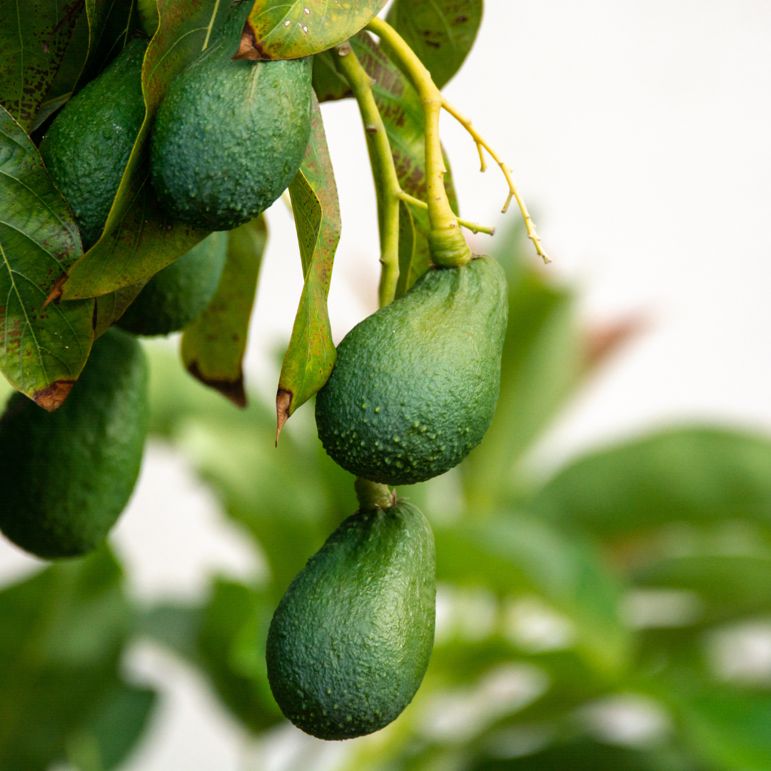 Avocado - Shepard - Hybrid Fruit Plant – M-Tech Gardens