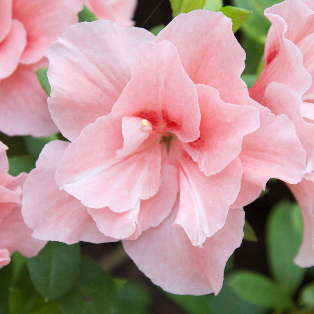 Azalea - Peach - Hybrid Flower Plant – M-Tech Gardens