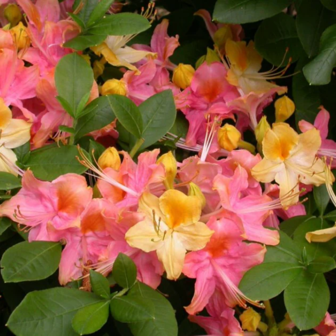 Azalea - Rainbow - Hybrid Flower Plant – M-Tech Gardens