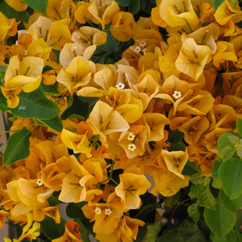 Bougainvillea - Yellow Bush - Hybrid Flower Plant – M-Tech Gardens
