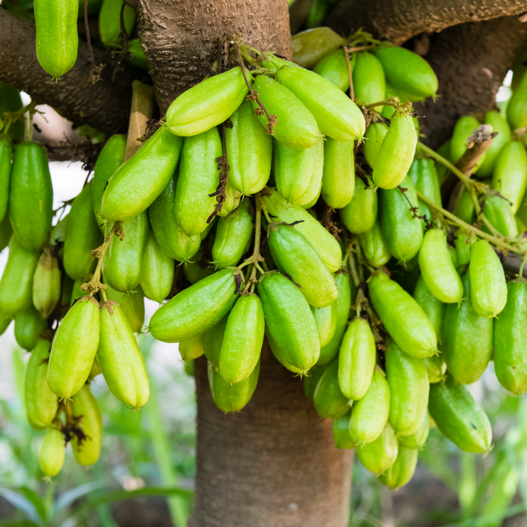 Bilimbi / Ilumbi - Green - Averrhoa bilimbi Fruit Plant – M-Tech Gardens