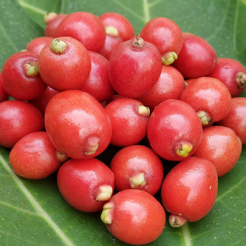 Cedar Bay Cherry - Red - Hybrid Fruit Plant – M-Tech Gardens