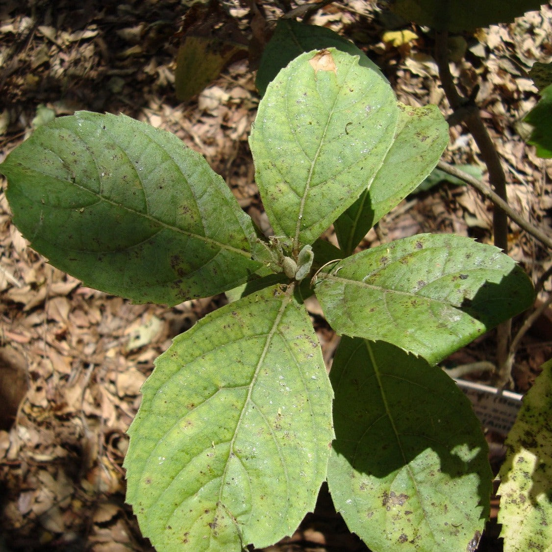 Cheruthekku ( Rotheca serrata ) Medicinal Plant – M-Tech Gardens