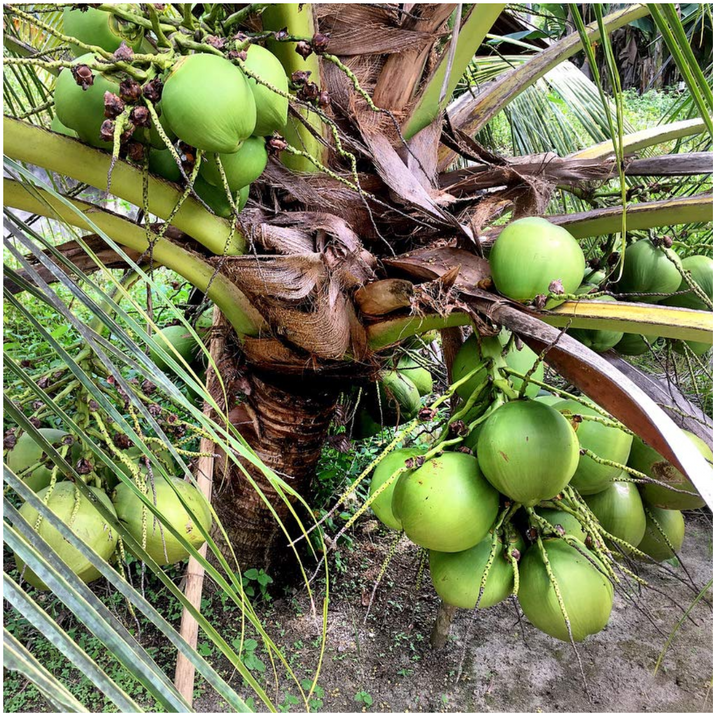 Hybrid Dwarf Coconut - Green Malayan Plant – M-Tech Gardens