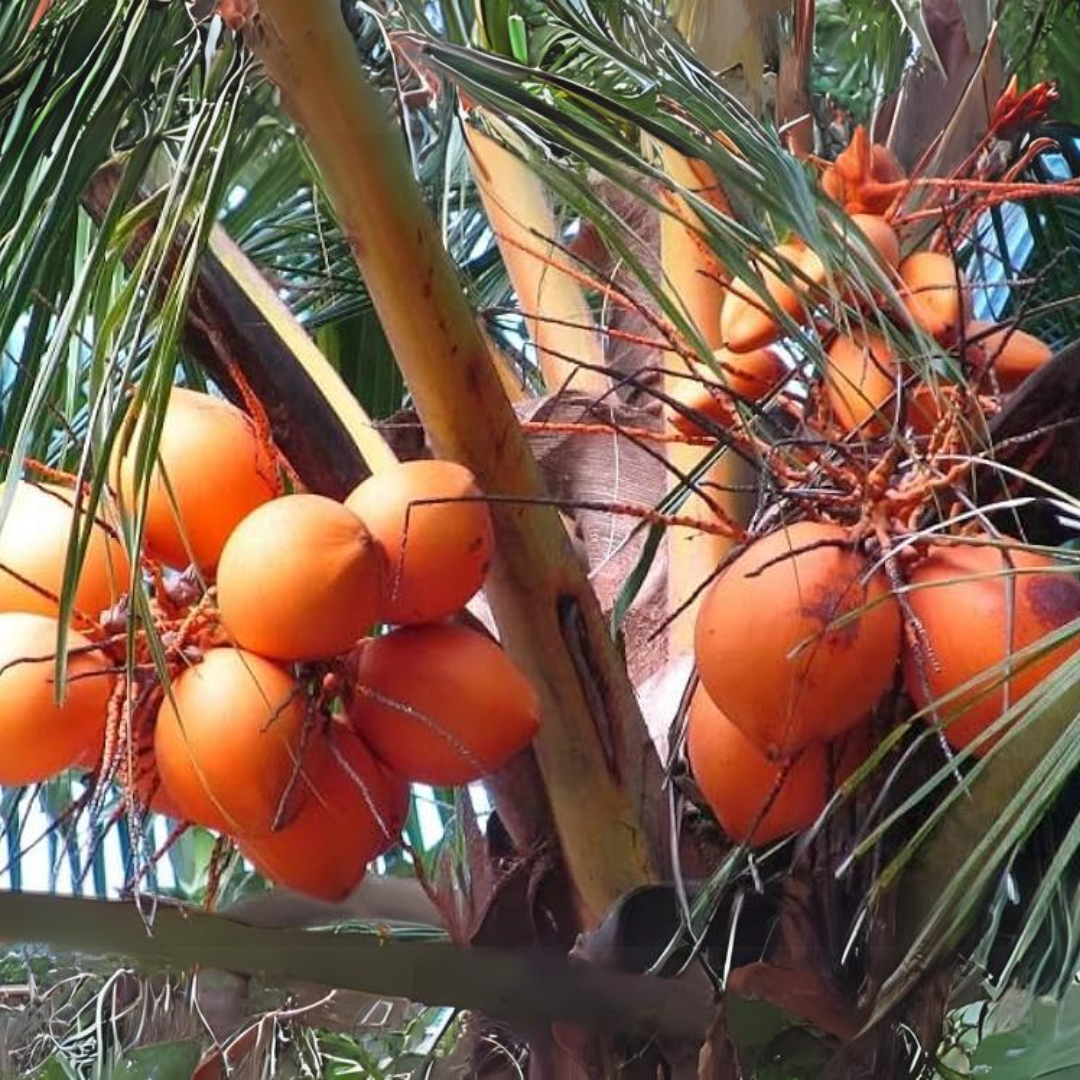 Hybrid Dwarf Coconut - Red Malayan Plant – M-Tech Gardens