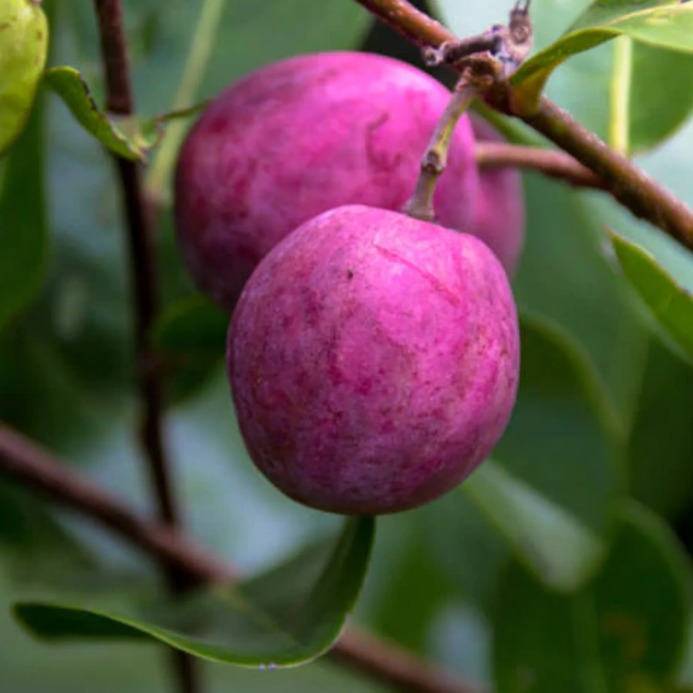 Cocoplum - Pink - Chrysobalanus icaco Fruit Plant – M-Tech Gardens