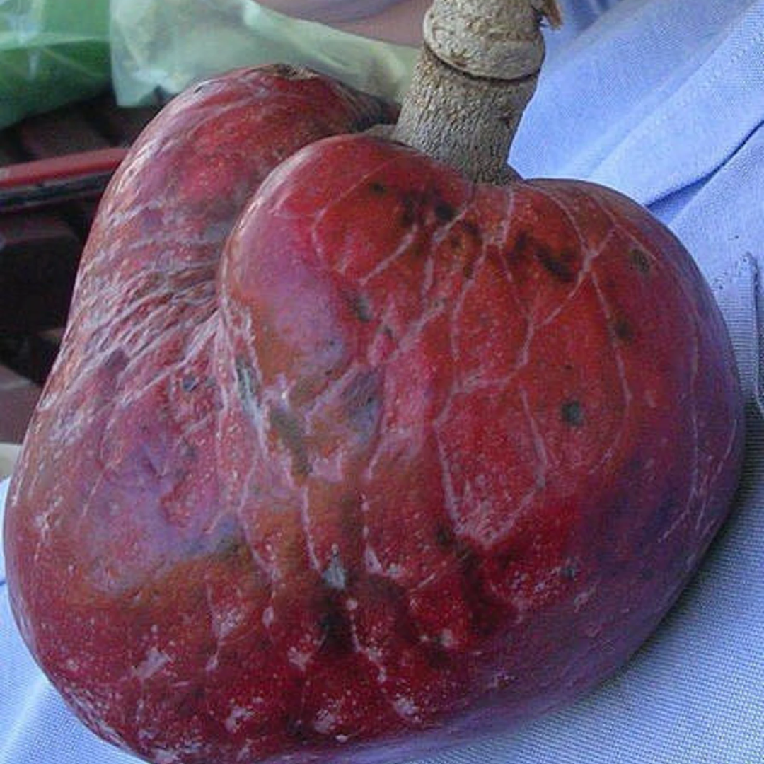 Custard Apple - Red Flesh Fruit Plant – M-Tech Gardens