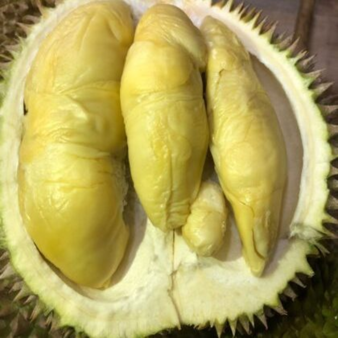 Durian - Golden Phoenix - Fruit Plant – M-Tech Gardens