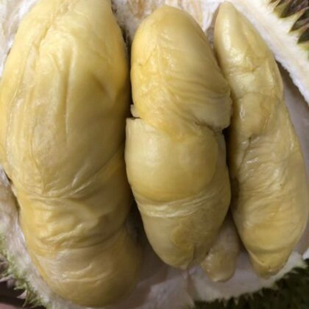 Durian - Golden Phoenix - Fruit Plant – M-Tech Gardens