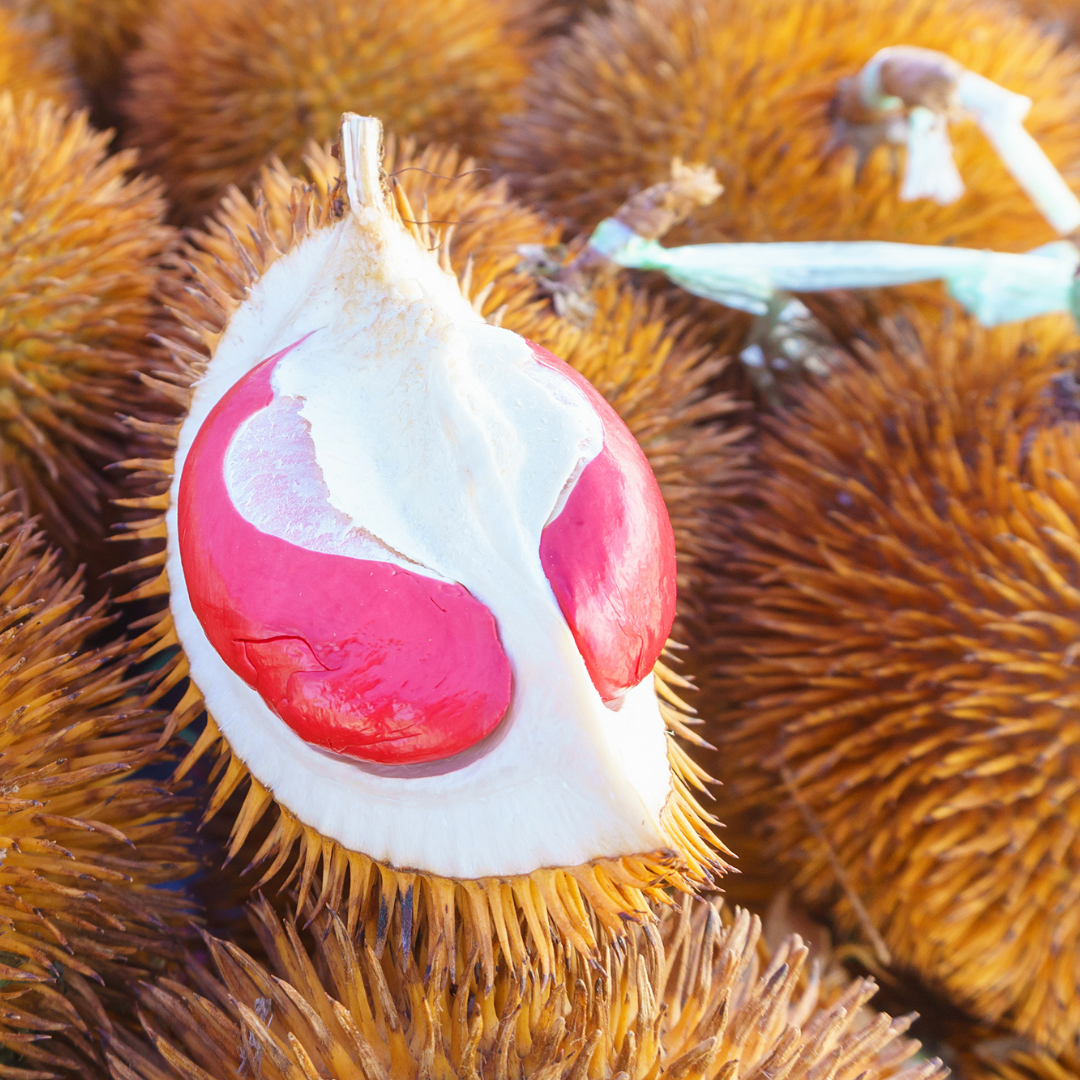 Durian - Red Prawn - Fruit Plant – M-Tech Gardens