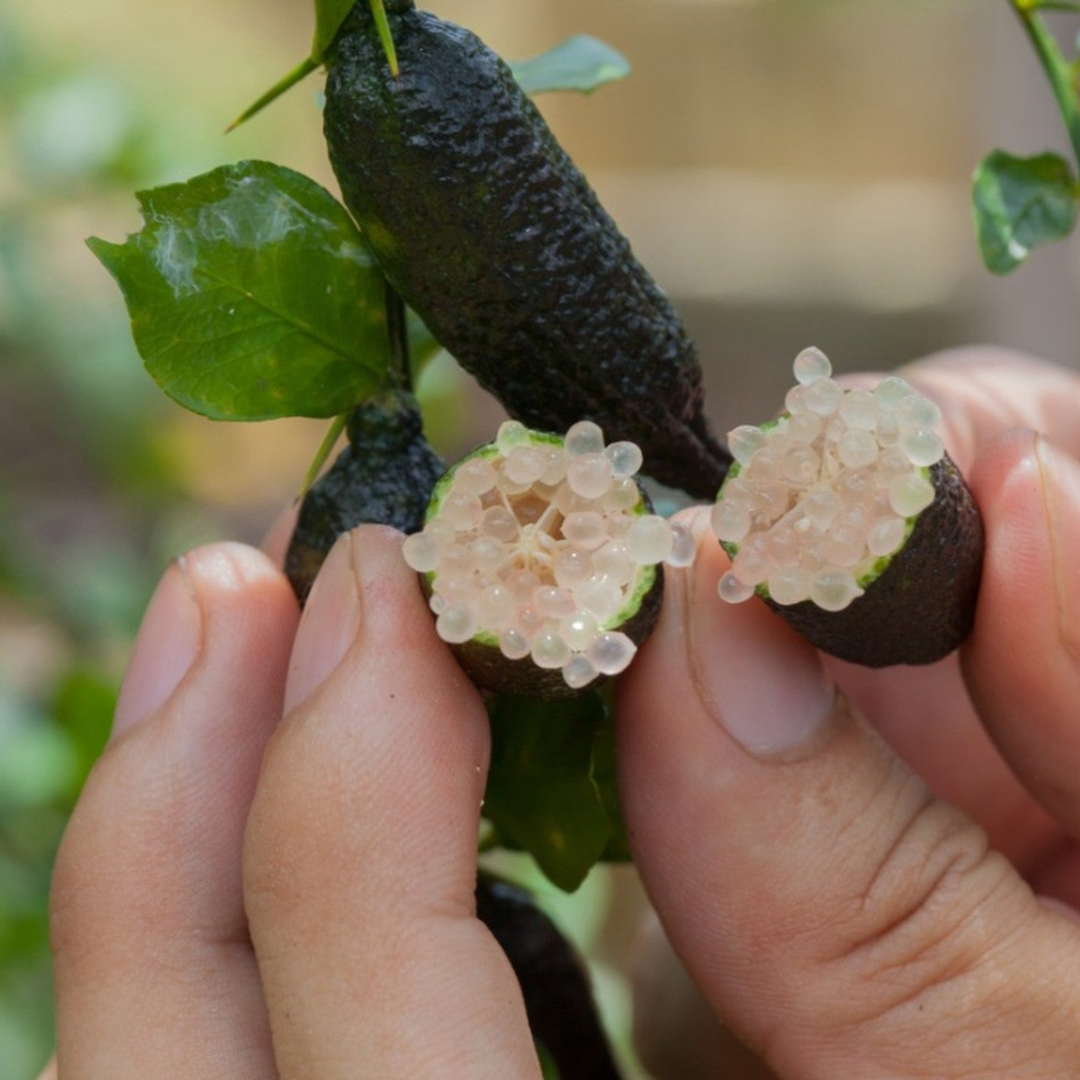 Australian Finger Lime - Black - Citrus australasica Fruit Plant – M ...