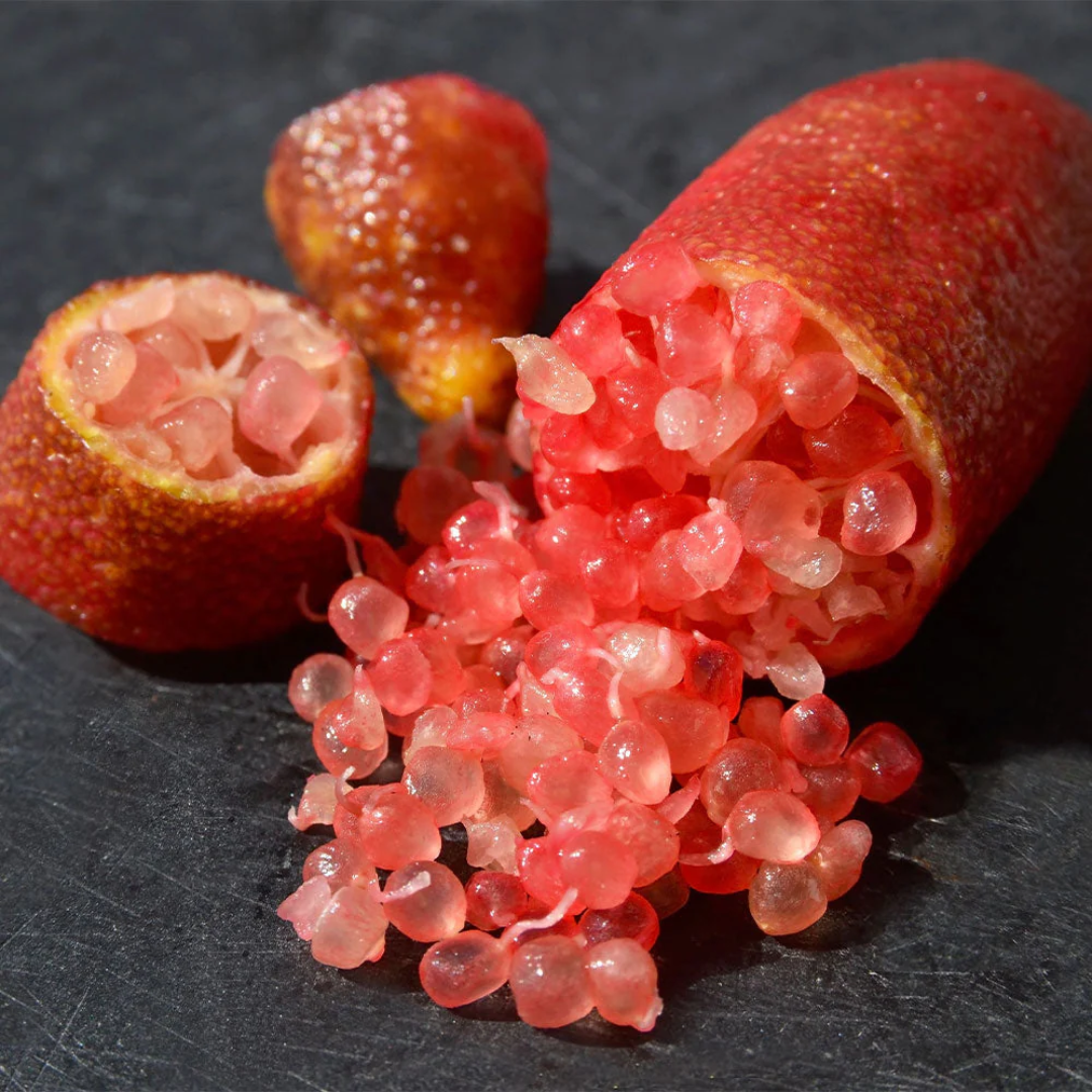 Australian Finger Lime - Red - Citrus australasica Fruit Plant – M-Tech ...