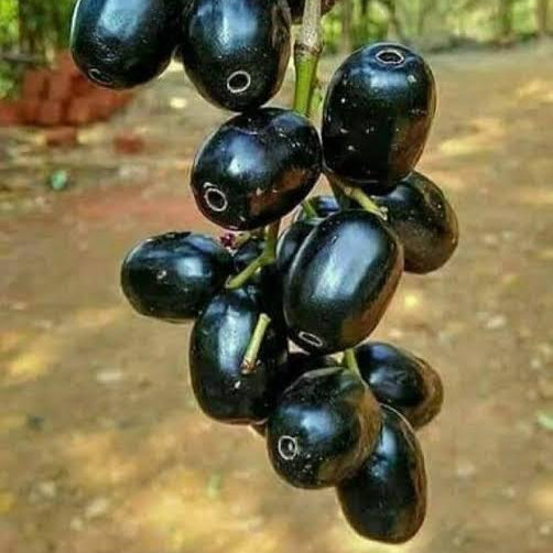 Jamun - Thai KG10 - Grafted Plant – M-Tech Gardens