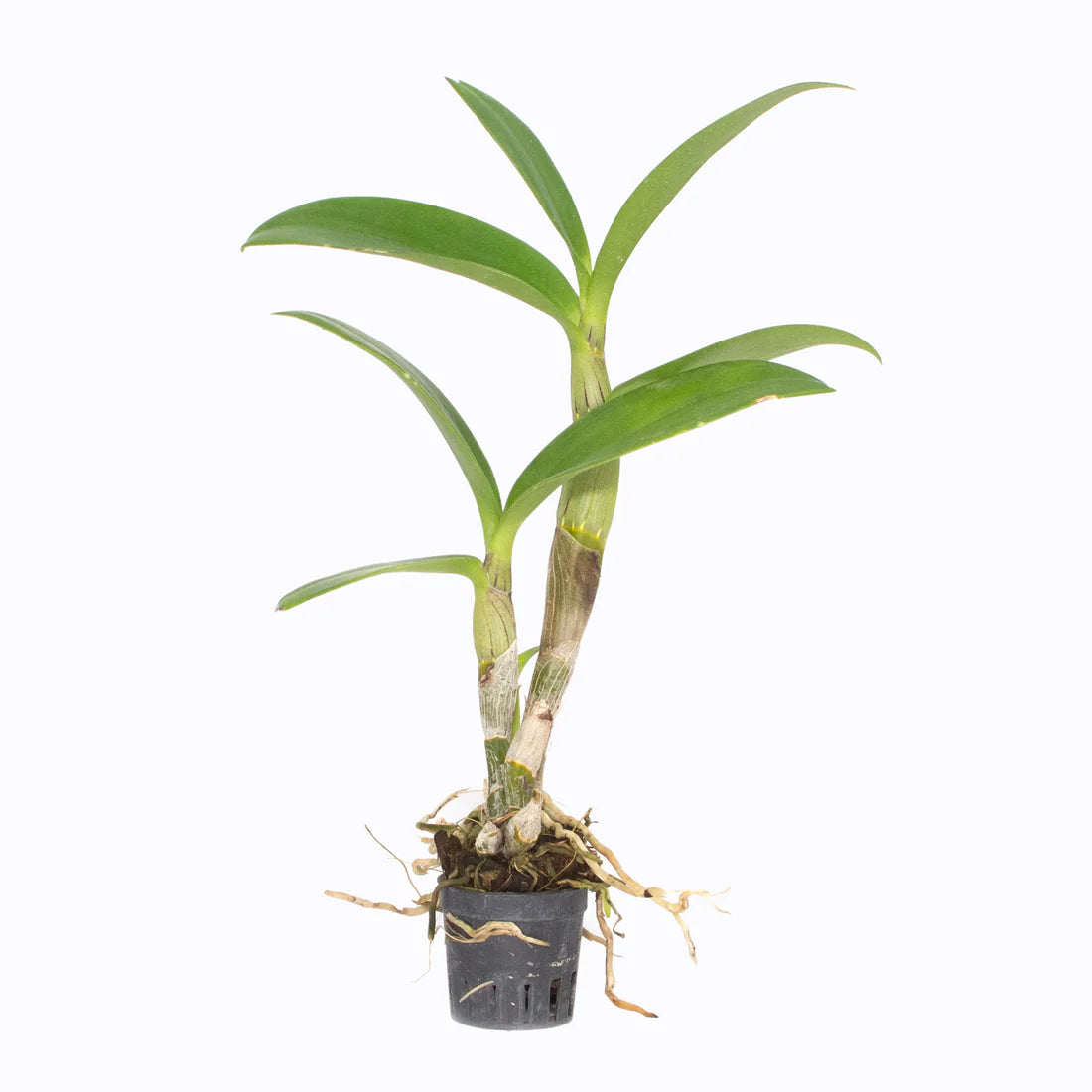 Dendrobium Orchid " Airy Crimson " Plant – M-Tech Gardens