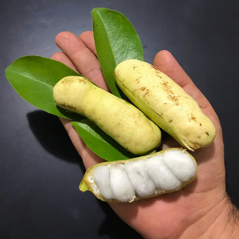 Guama Ice Cream Bean (Inga laurina) Fruit Plant – M-Tech Gardens