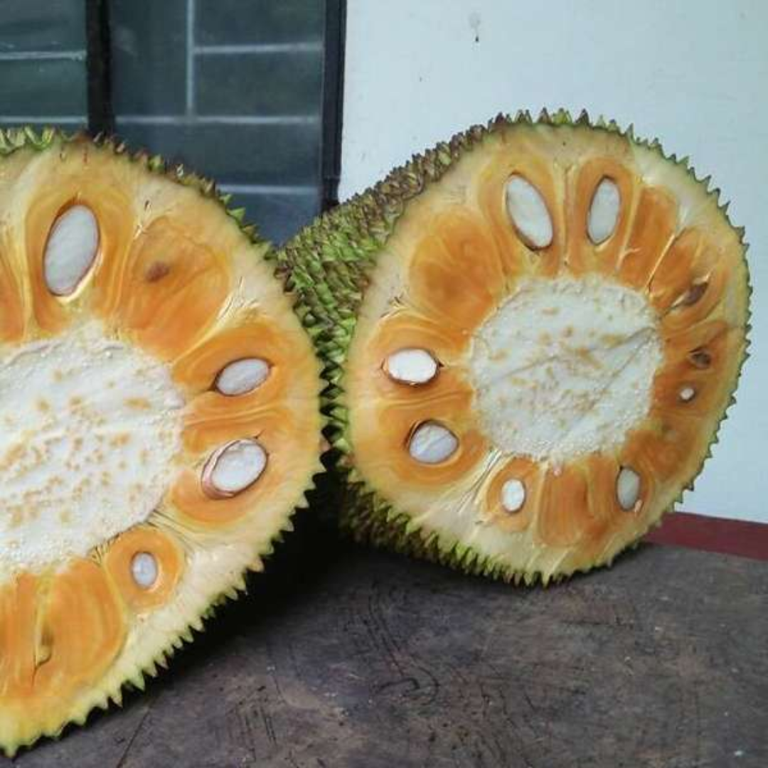 Jackfruit - Pathamuttam Jack - Hybrid Fruit Plant – M-Tech Gardens