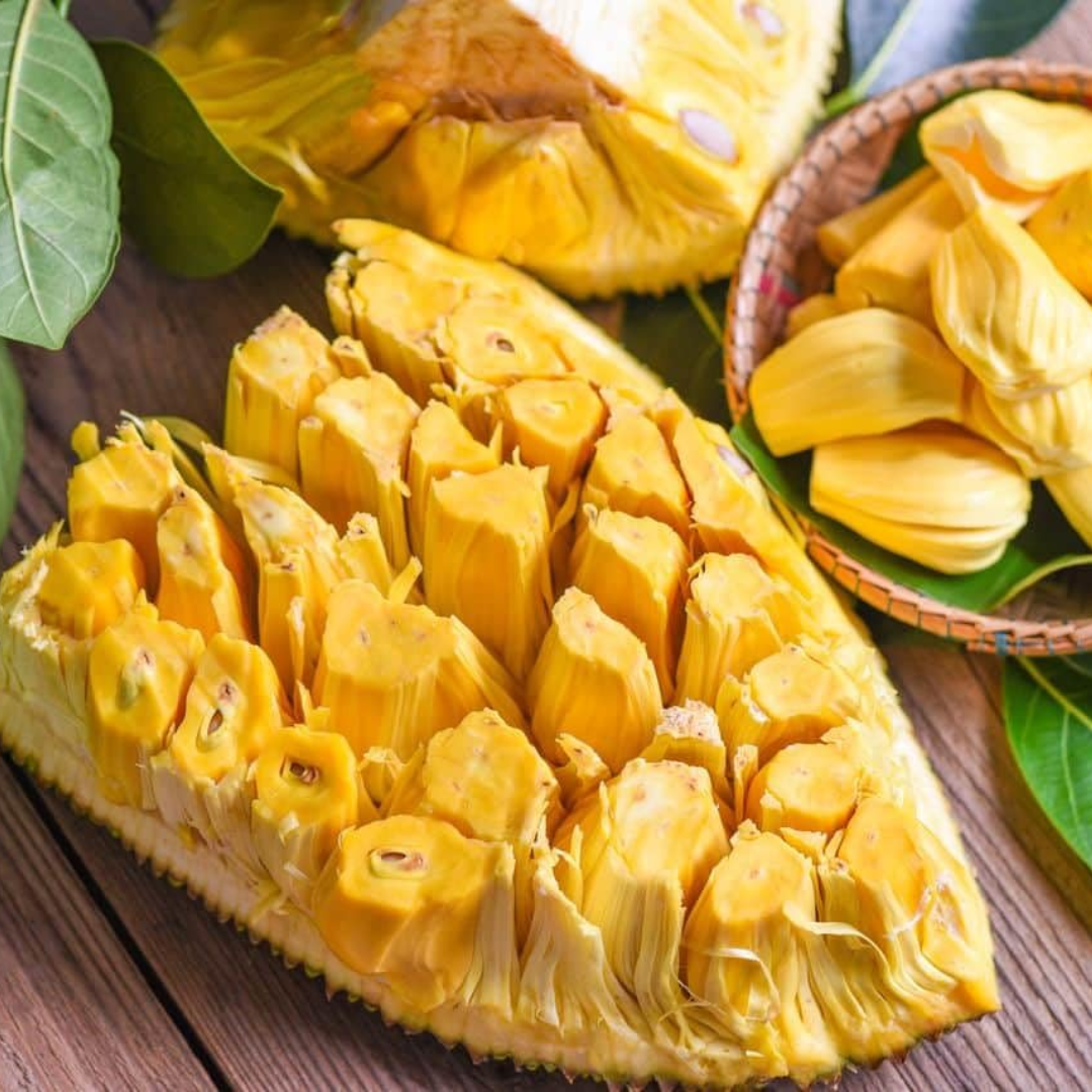 Jackfruit - SriLankan Jack - Hybrid Fruit Plant – M-Tech Gardens