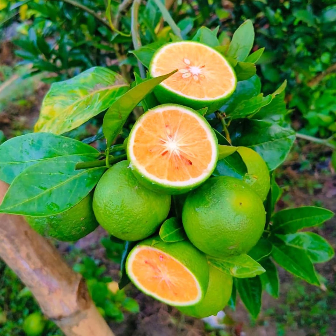Citrus Lemon - Malta Lemon - Hybrid Fruit Plant – M-Tech Gardens