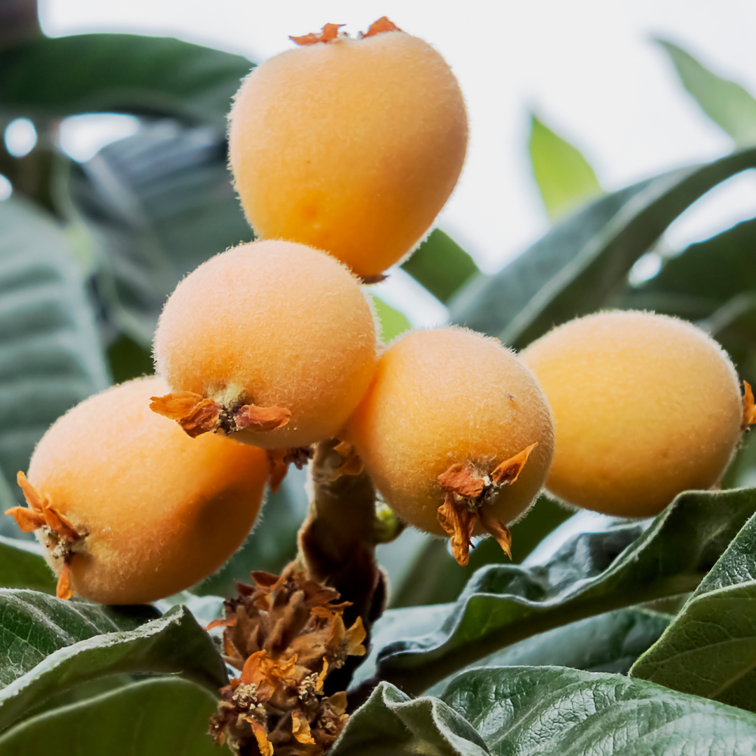 Loquat - Japan Plum - Fruit Plant – M-Tech Gardens