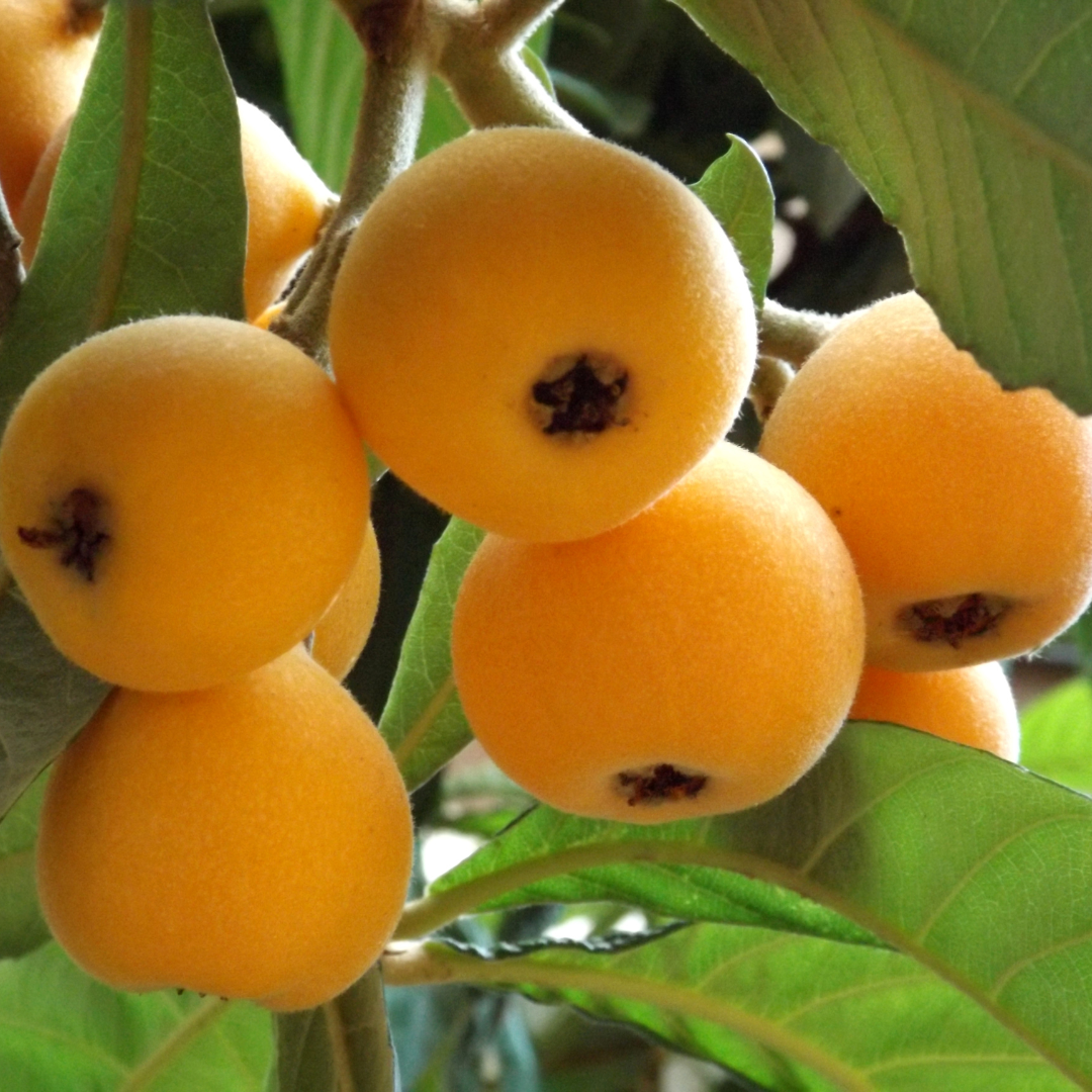 Loquat - Japan Plum - Fruit Plant – M-Tech Gardens