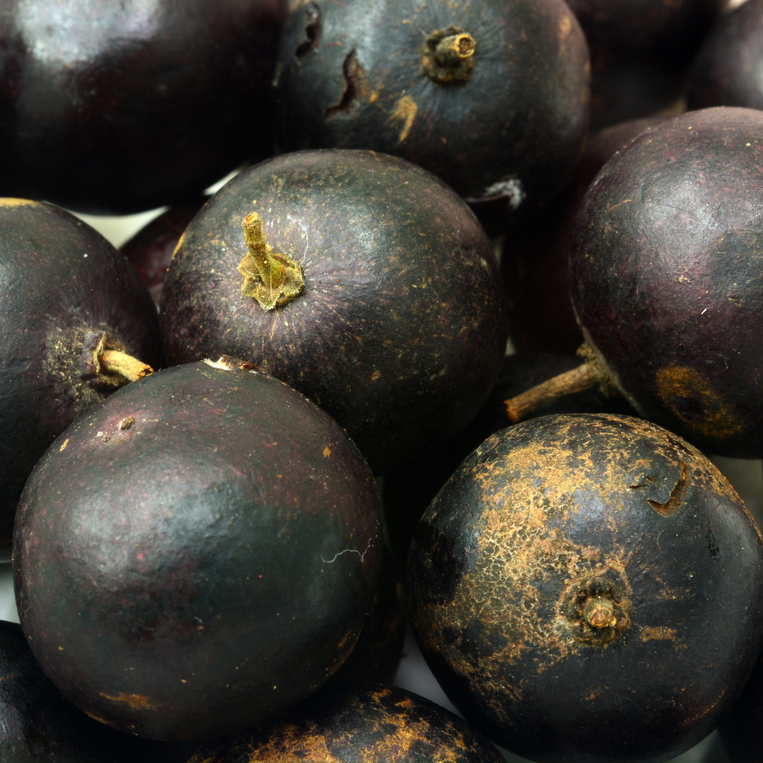 Manila Tennis Ball Cherry - Black - Fruit Plant – M-Tech Gardens
