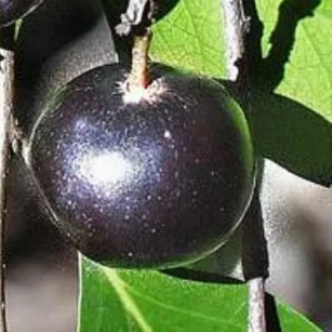 Manila Tennis Ball Cherry - Black - Fruit Plant – M-Tech Gardens