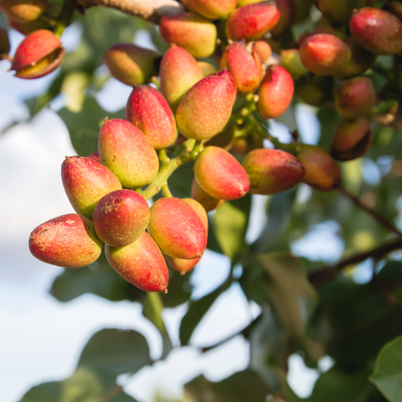 Pista / Pistachio - Pistacia vera Fruit Plant – M-Tech Gardens