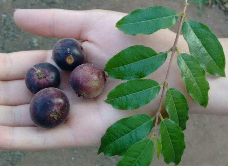 Hybrid Jaboticaba - Plinia sp. "Blue Velvet" Fruit Plant – M-Tech Gardens