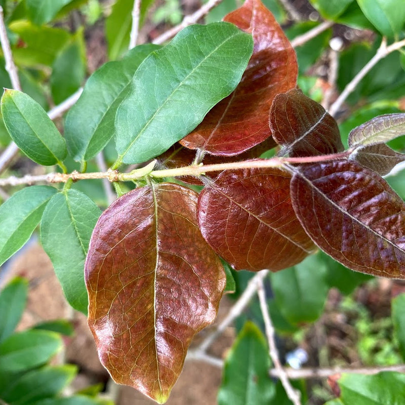 Hybrid Jaboticaba - Plinia sp. "Blue Velvet" Fruit Plant – M-Tech Gardens