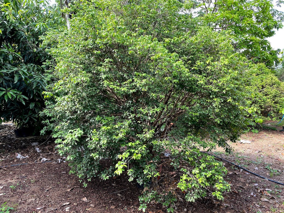 Hybrid Jaboticaba - Plinia sp. "Blue Velvet" Fruit Plant – M-Tech Gardens
