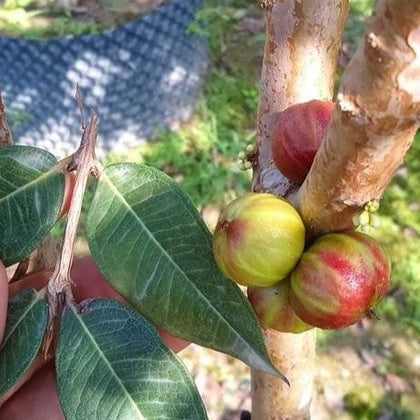 Hybrid Jaboticaba - Plinia sp. "Taiwan Tiger" Fruit Plant – M-Tech Gardens
