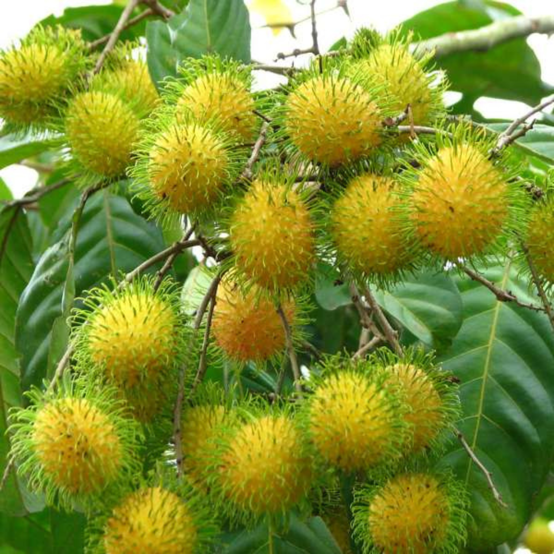 Rambutan Pflanze New Technique For Growing Rambutan Plant #reels