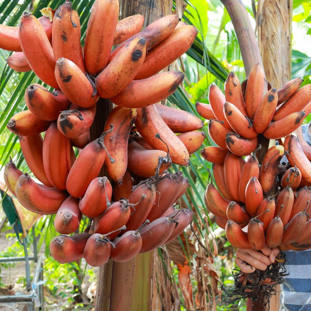 Banana - Red Banana - Fruit Plant – M-Tech Gardens