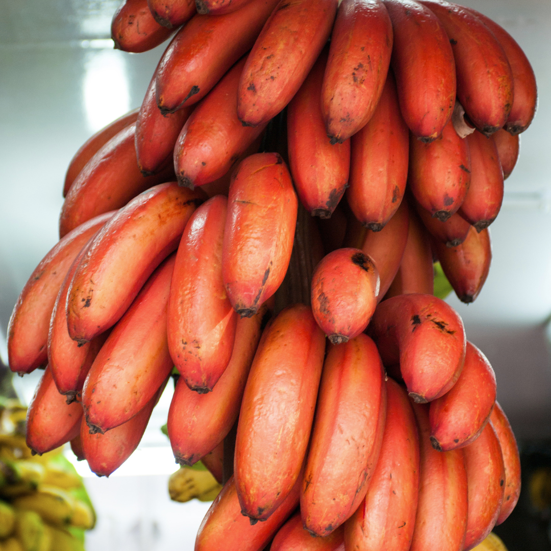 Banana - Red Fruit Plant – M-Tech Gardens