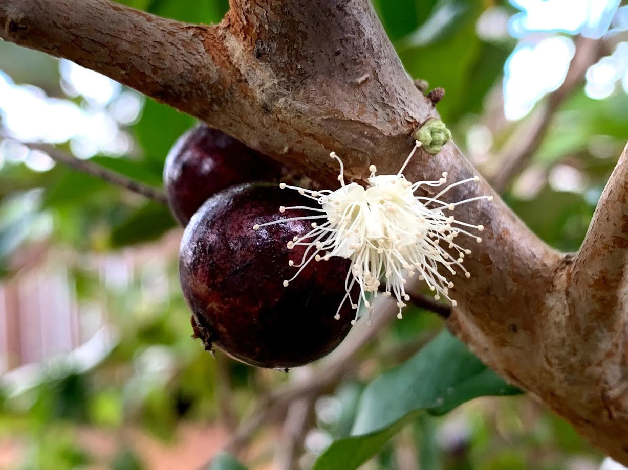 Hybrid Jaboticaba - Plinia sp. "Red Hybrid" Fruit Plant – M-Tech Gardens